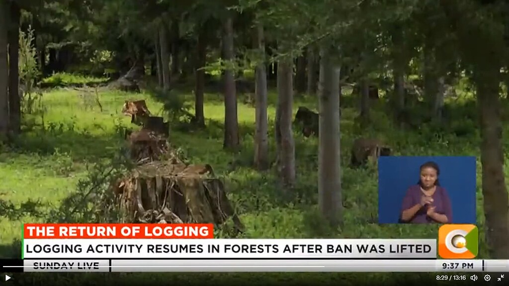Why I support logging in forests - News & Politics - Kenya Talk