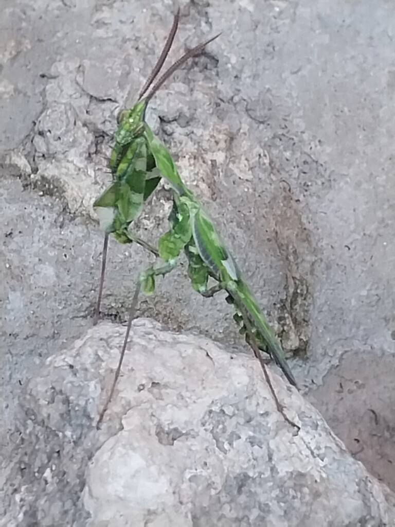 CREATURES OF THE TSAVO-JEWELED FLOWER MANTIS - General - Kenya Talk