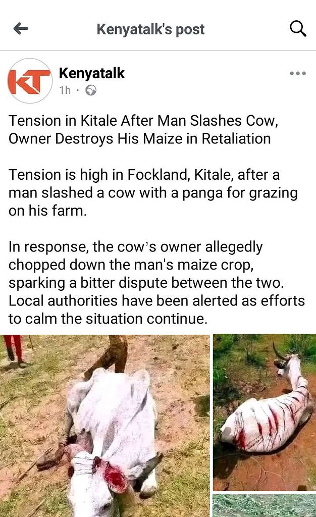 Kitale man slashes neighbors cow, owner retaliates by slashing maize ...