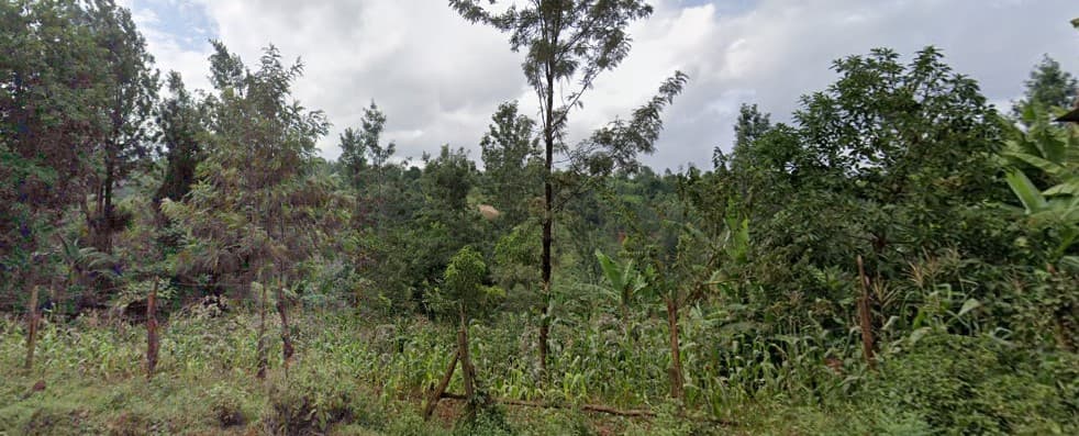 The west is busy farming while telling us to plant trees - eti tujaze ...