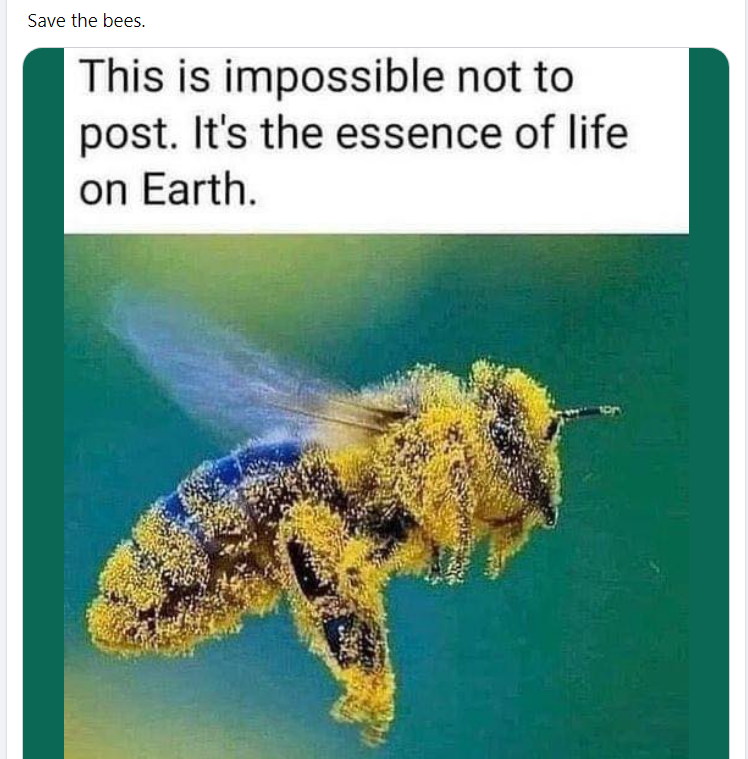 Without bees there's no life - General - Kenya Talk