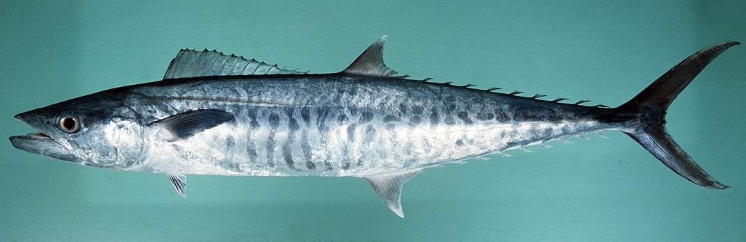 Coconut Fish Stew - Food & Travel - Kenya Talk