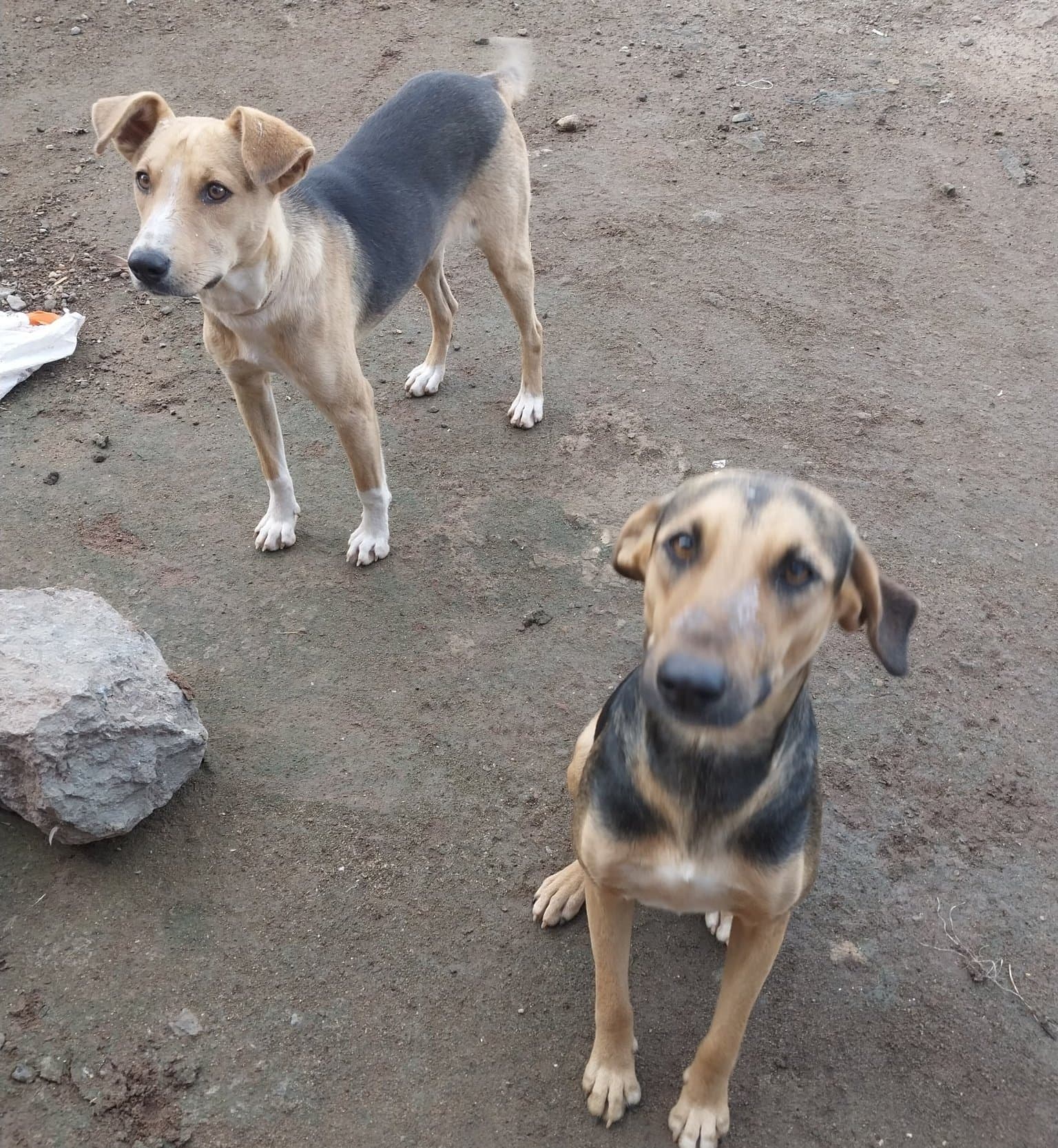 Foreign Dog Breeds - General - Kenya Talk