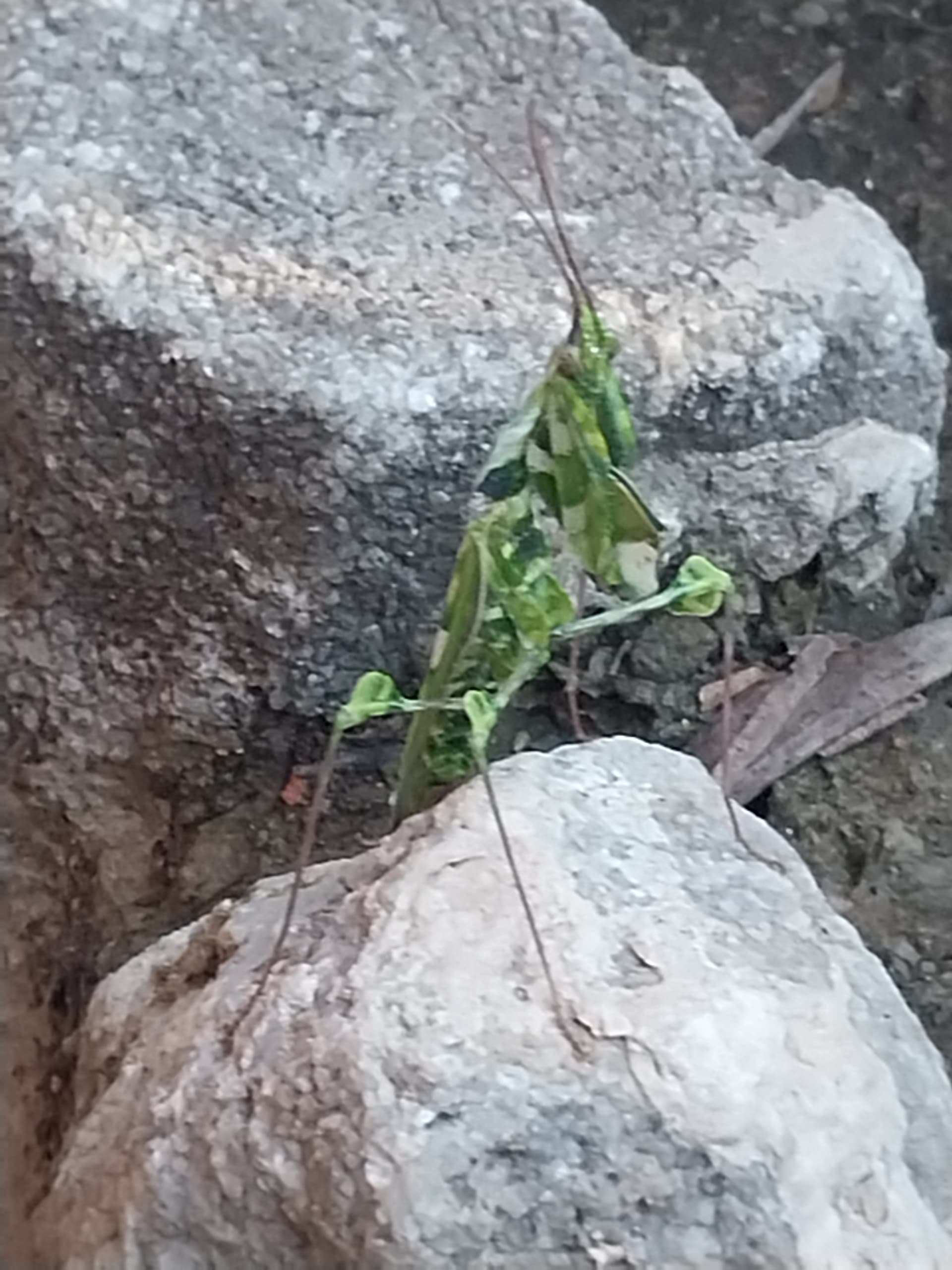 CREATURES OF THE TSAVO-JEWELED FLOWER MANTIS - General - Kenya Talk