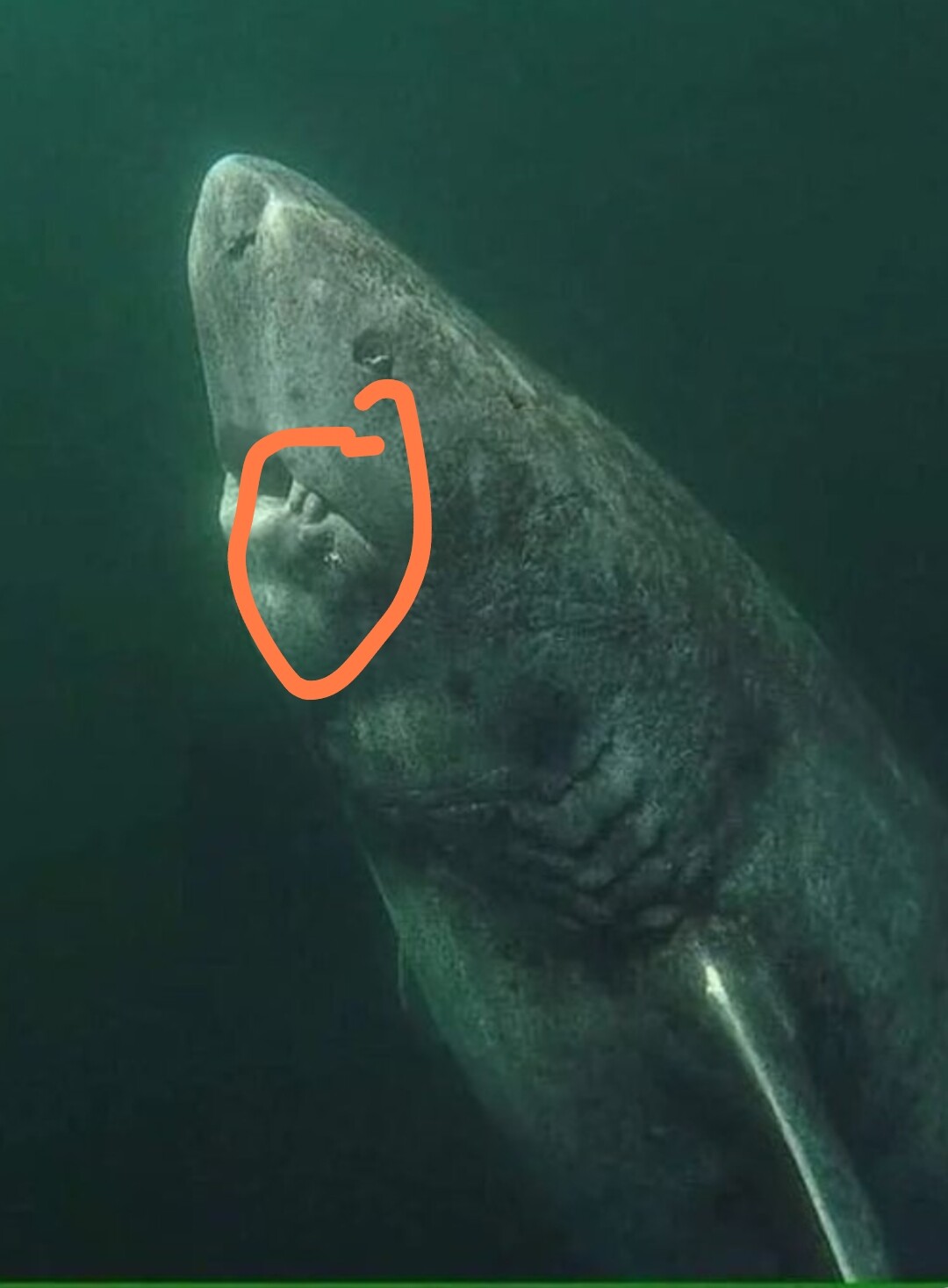 Oldest shark - General - Kenya Talk