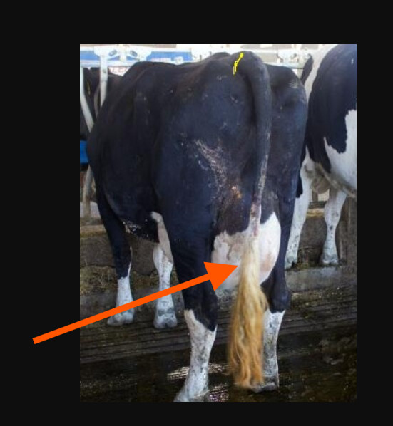 Tanzania News: The Freedom Torch Arrives in Dar es Salaam—RC Chalamila ...