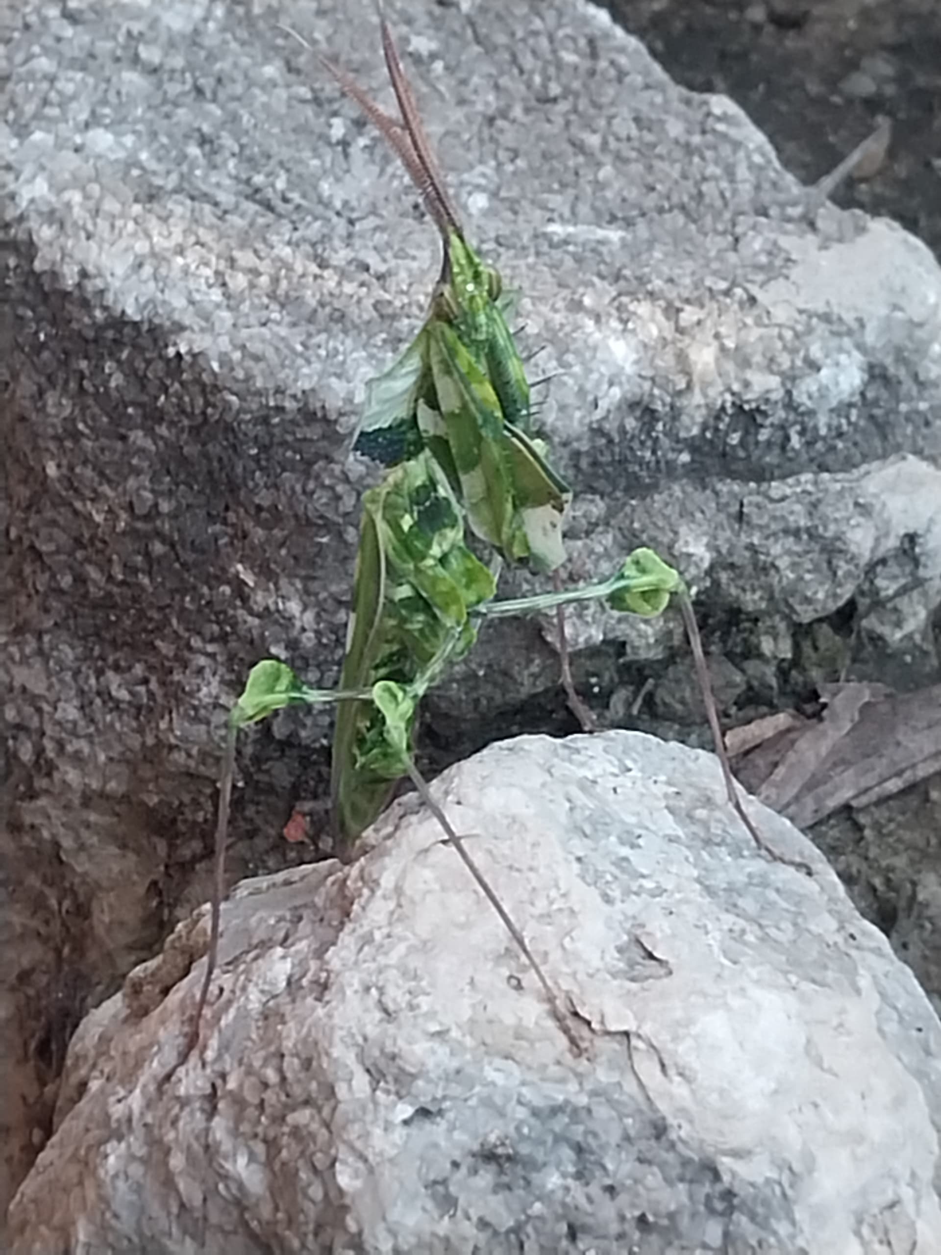CREATURES OF THE TSAVO-JEWELED FLOWER MANTIS - General - Kenya Talk