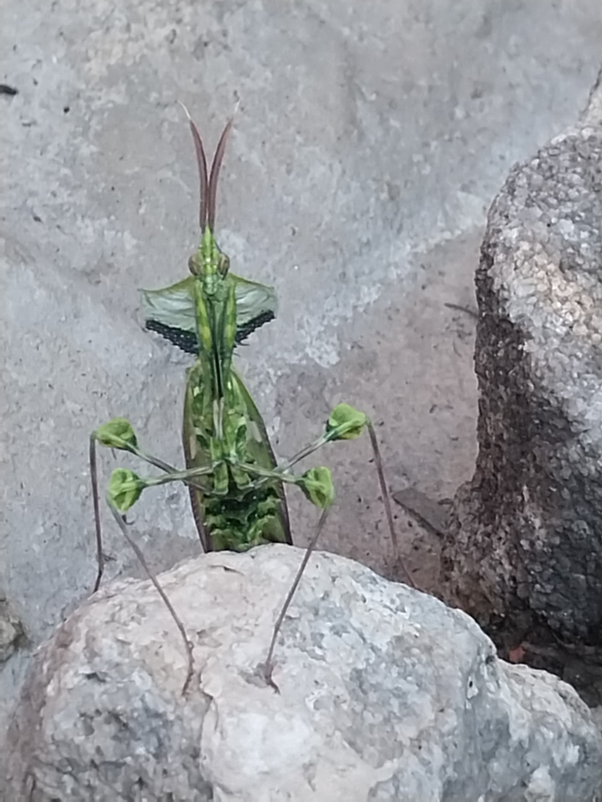 CREATURES OF THE TSAVO-JEWELED FLOWER MANTIS - General - Kenya Talk