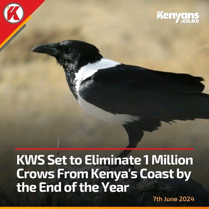 KWS plan to kill 1 million crows in Coast - General - Kenya Talk