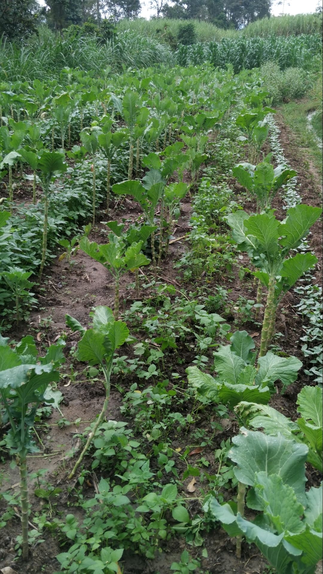 SUKUMA WIKI FARMING - Sex & Relationships - Kenya Talk